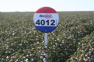 Americot: Gaining Ground - Cotton Grower