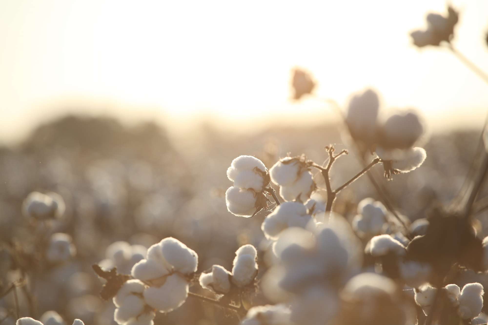 Three Named to Cotton Research and Promotion Hall of Fame - Cotton Grower