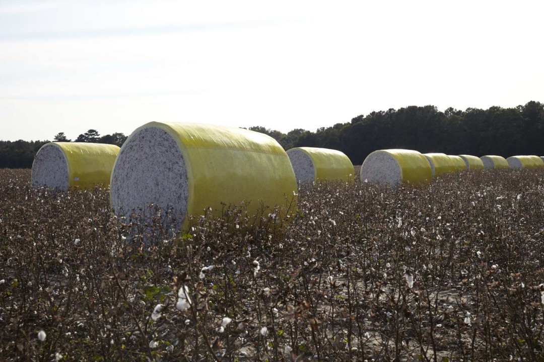 USDA Prospective Plantings: 9.87 Million Cotton Acres in 2025 - Cotton ...