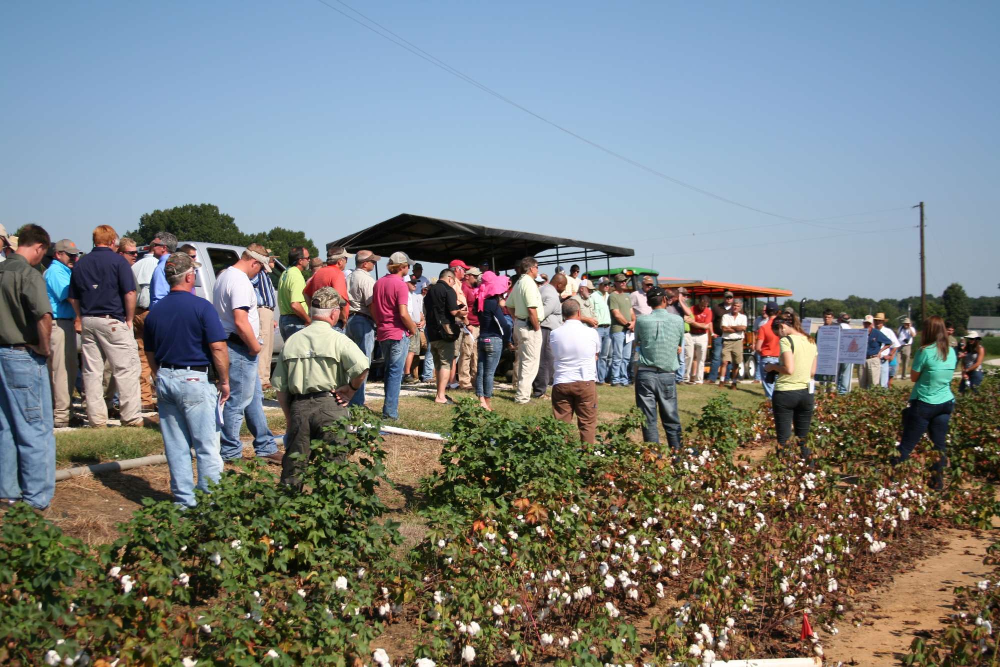 Examining the Best Cover Crops for Weed Control - Cotton Grower