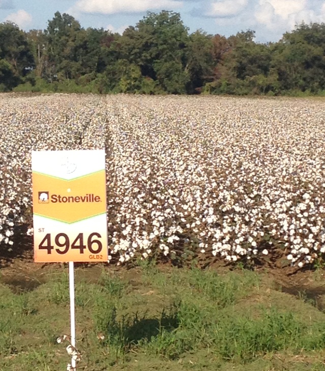 Stoneville Varieties Help Growers Overcome Production Challenges ...