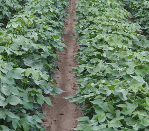 Crunch Time for Cotton Insect Management - Cotton Grower