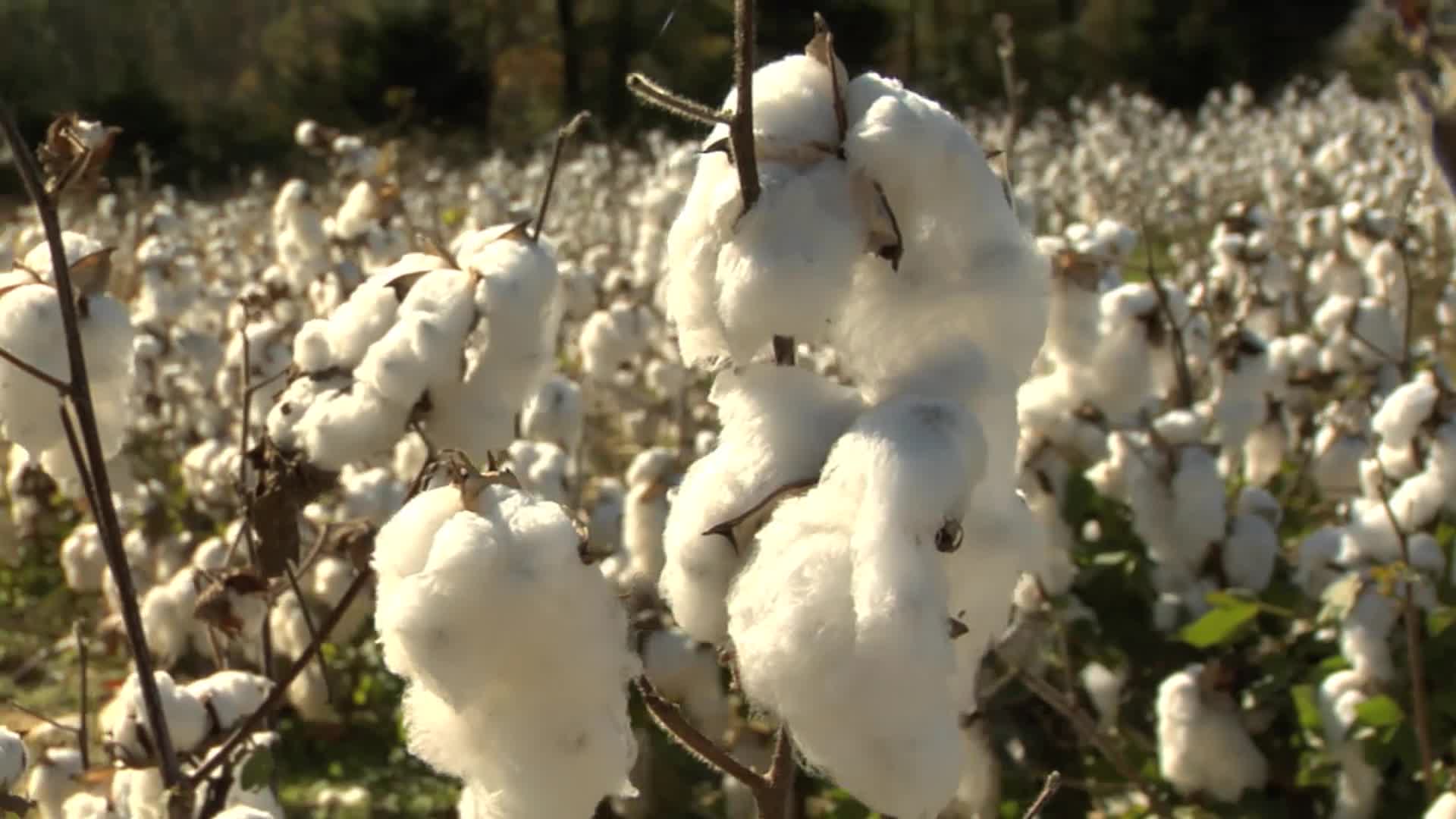 Fiber in Cotton LEADS Program Certified 100 Percent Bio-Based by USDA ...