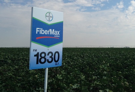 Strong Brands, Proven Technologies Lead Stoneville and FiberMax Into ...