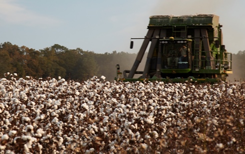 Deltapine Announces Class of 15 Cotton Varieties - Cotton Grower