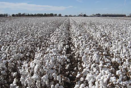 BASF e3 Program, EWR Collaborate to Enhance Cotton Supply Chain ...