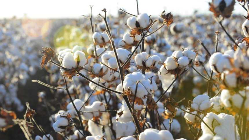 Cotton Explosion Looming for Kansas? - Cotton Grower