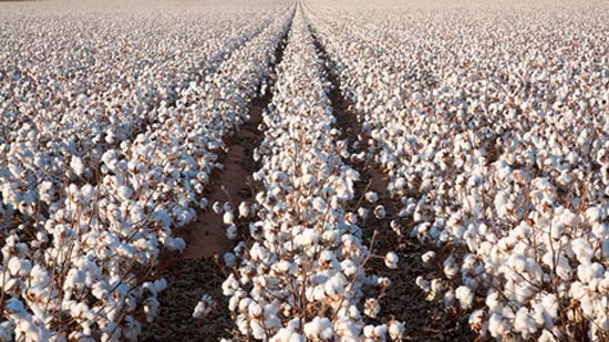 Oklahoma Moves Up in Cotton Production Rankings - Cotton Grower