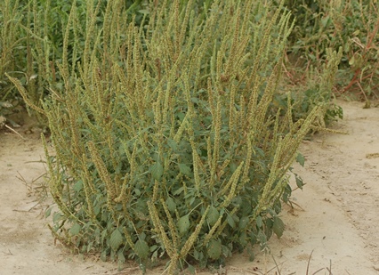 Weeds A Widespread Problem in Texas Croplands - Cotton Grower
