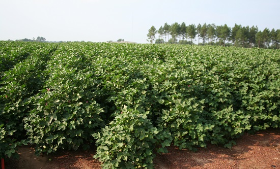 Fixing Nitrogen Use Efficiency - Cotton Grower