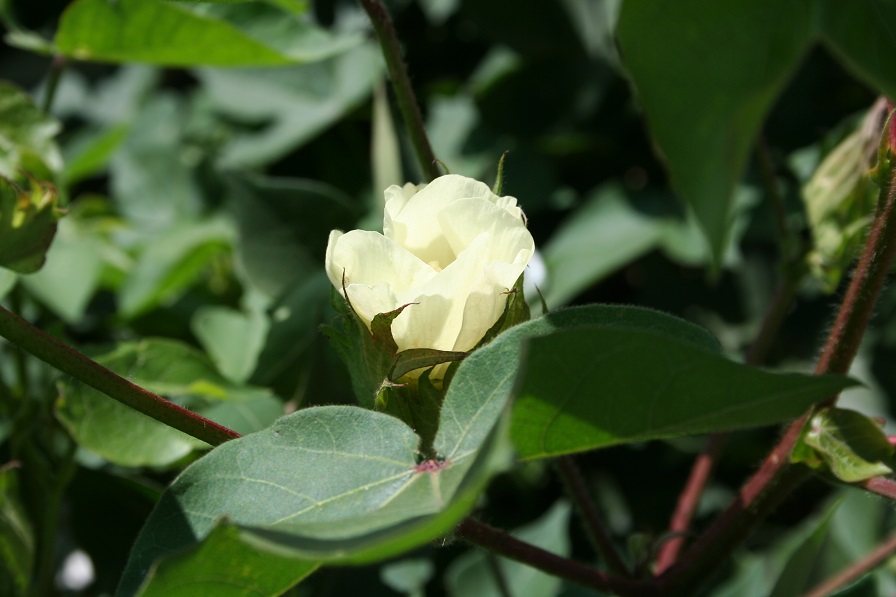 Timely Rains Boost Panhandle Cotton - Cotton Grower