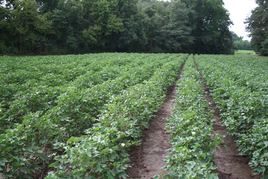 Tennessee Cotton Production Predicted Down by One-Third in 2024 ...