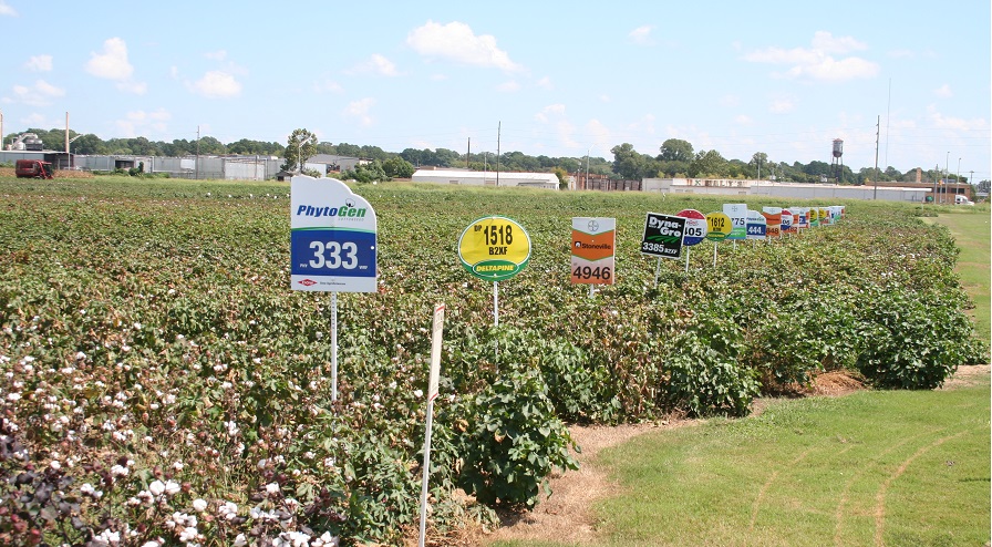Online Resources: State Cotton Variety Trial Results for 2018 - Cotton ...
