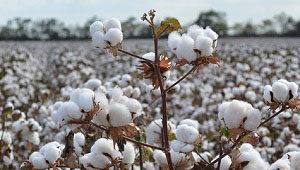 BASF Stays the Course With an Eye on the Future - Cotton Grower