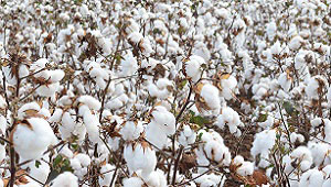 BASF Adds Five Additional Cotton Varieties for 2019 - Cotton Grower