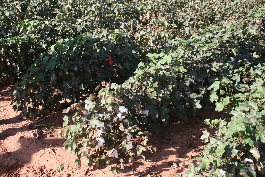 Cotton Industry Begins Year with Optimism - Cotton Grower