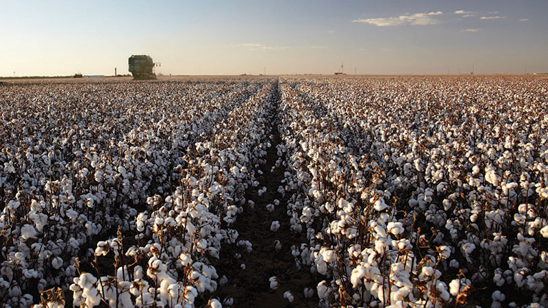 Deltapine Announces New Class of 19 Cotton Varieties - Cotton Grower