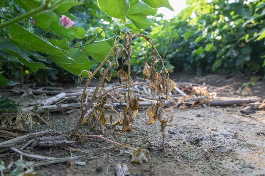 Farmers Impressed with Enlist Duo Performance - Cotton Grower