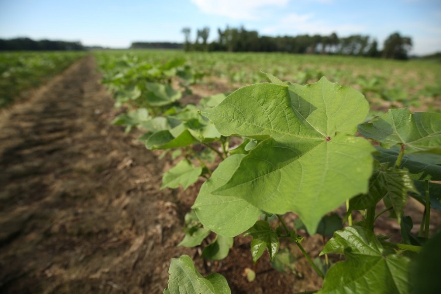 USDA Projects 12 Million U.S. Cotton Acres for 2021 - Cotton Grower