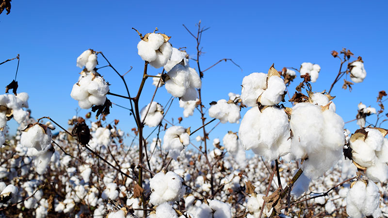 PhytoGen Advances Two New W3FE Varieties for 2020 - Cotton Grower