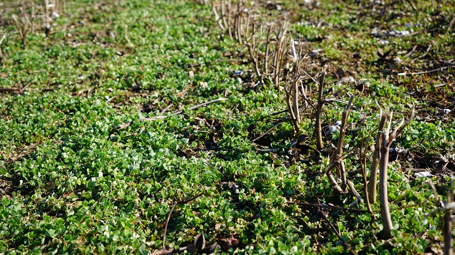 Research Shows Long-Term Economic Impact of Cover Crops - Cotton Grower