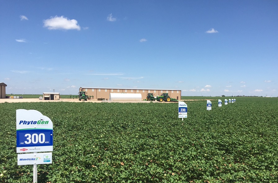 PhytoGen Expands Portfolio of W3FE Varieties for 2018 - Cotton Grower