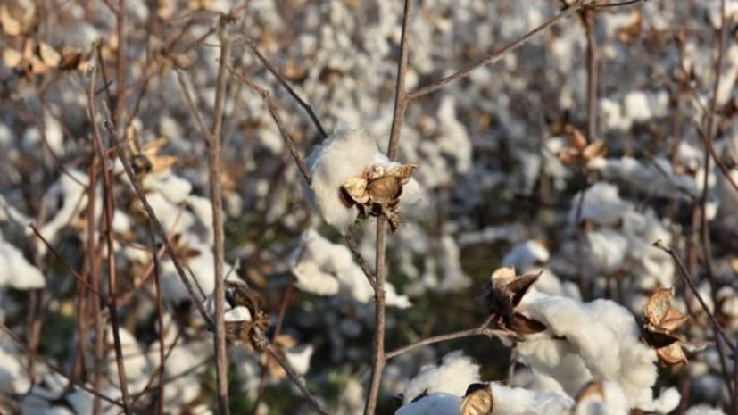 Cotton Makes a Comeback in U.S. Plains as Farmers Sour on Wheat ...