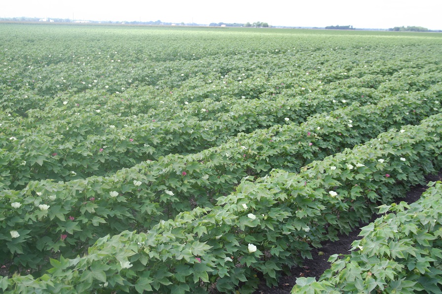 Crop Progress Notes from July 29 - Cotton Grower