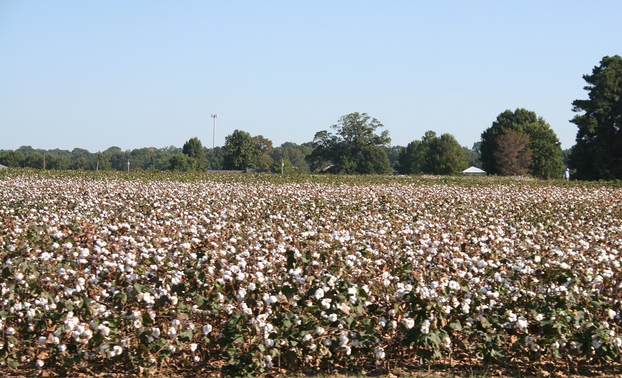 Cotton Variety Trial Data for 2019 Now Available from Several States ...