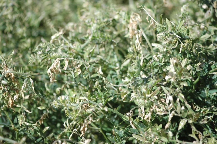 Looking at Cover Crops from Three Perspectives - Cotton Grower