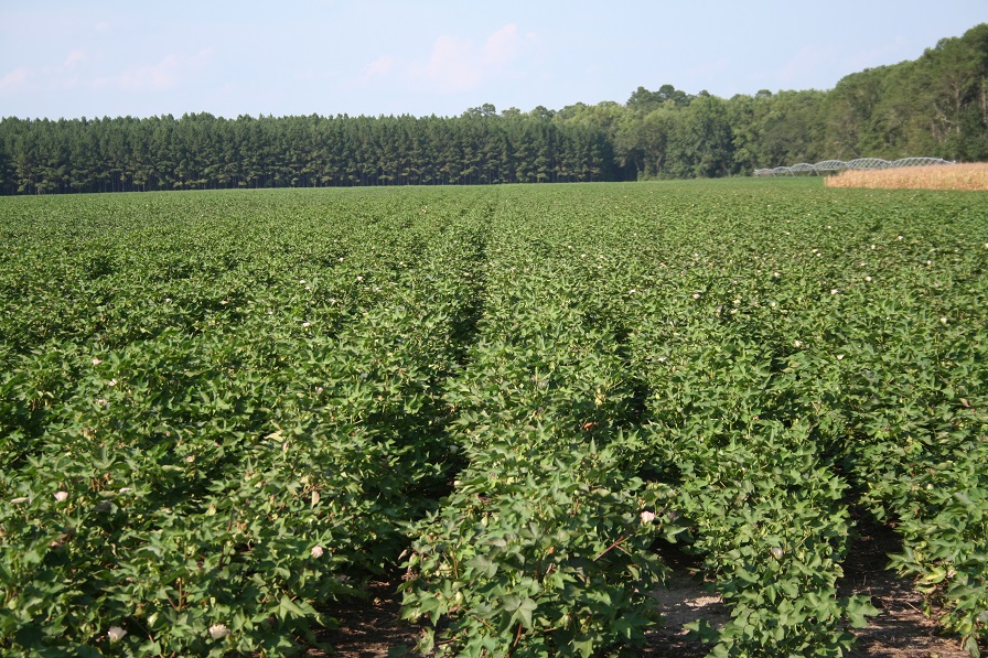 Cash Crops Cotton
