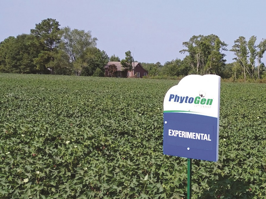 PhytoGen Releases Three New Upland Varieties for 2021 - Cotton Grower