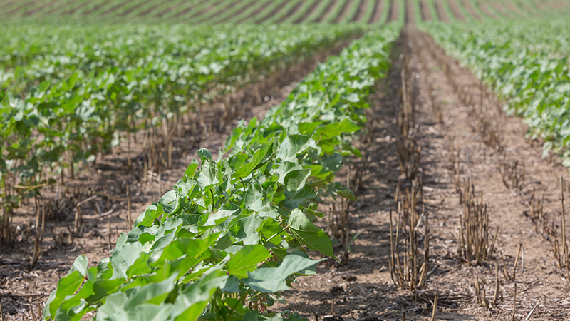 Seth Byrd Named 2021 Cotton Specialist of the Year - Cotton Grower