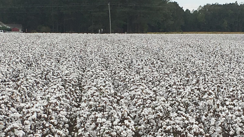 Shurley: Cotton Bulls Continue to Run - Cotton Grower