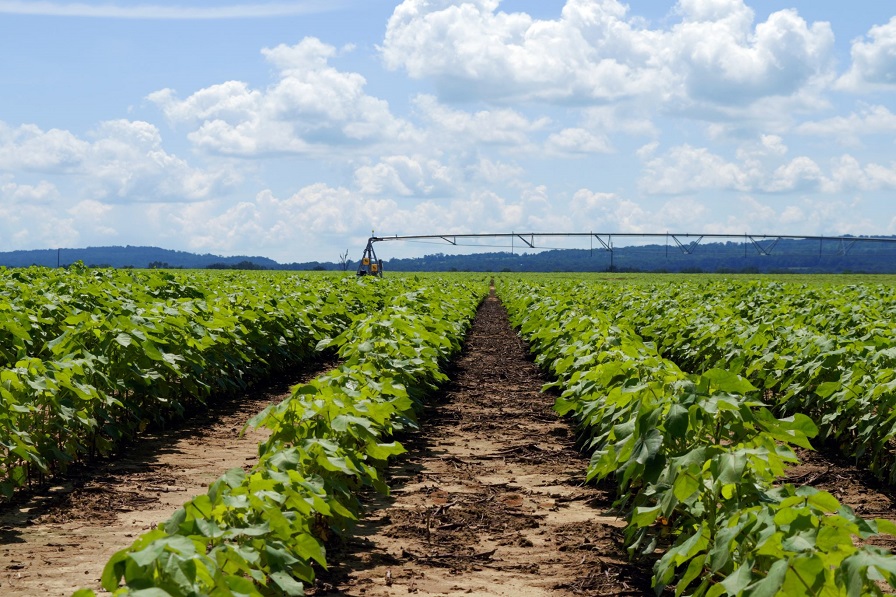 USDA: 11.7 Million Total U.S. Cotton Acres Planted for 2021 - Cotton Grower