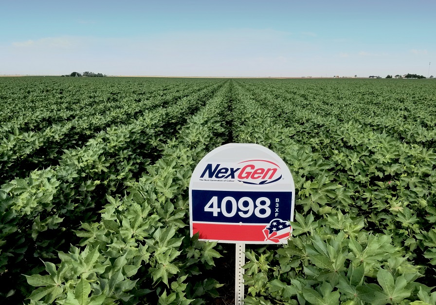Seed Company Review: New NexGen Varieties Generating Excitement ...