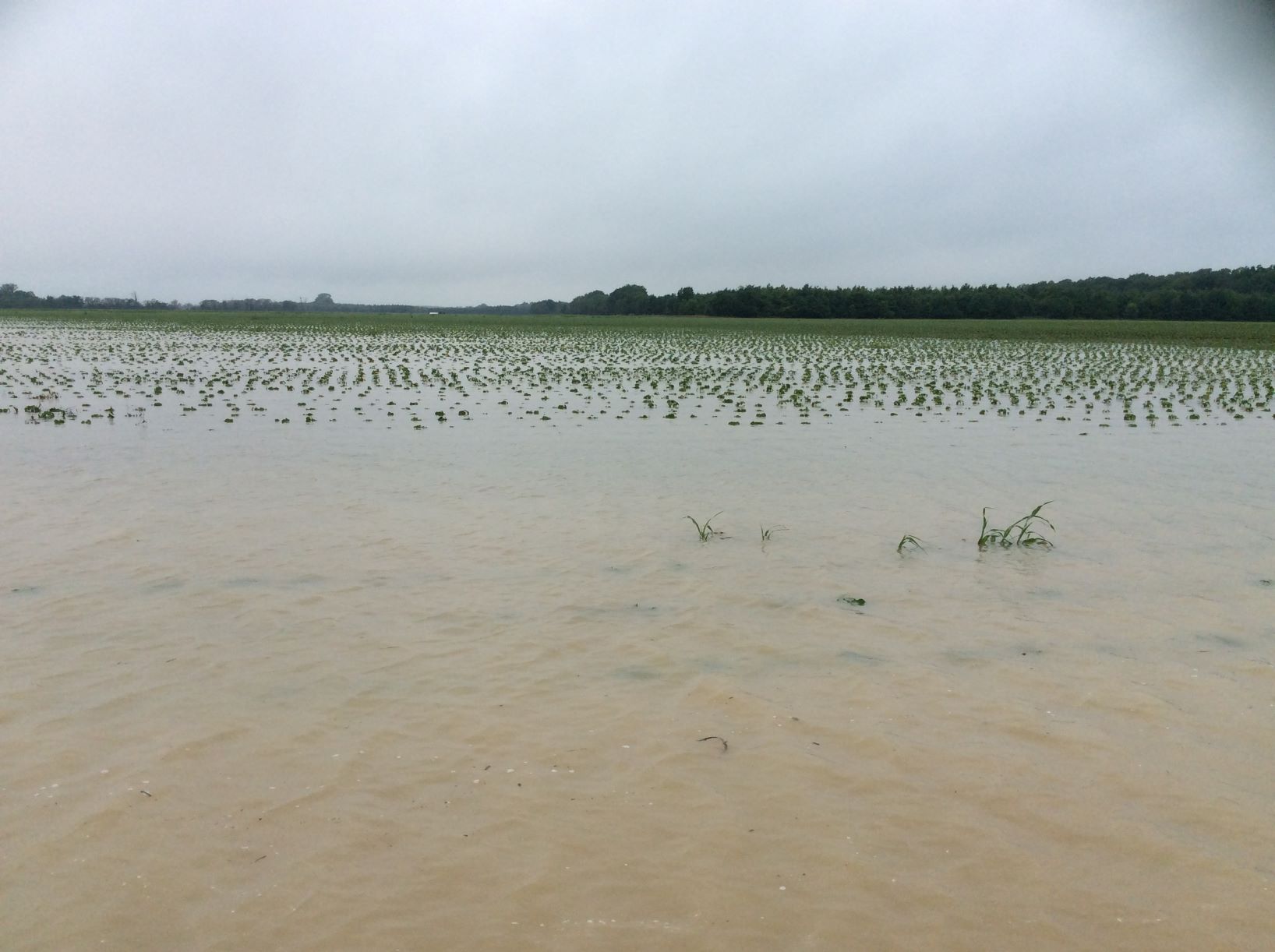 Estimate: $200+ Million in Crop Damage in Southeastern Arkansas ...