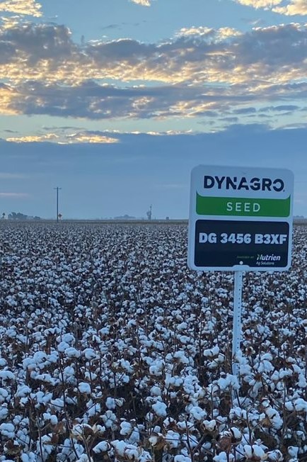Dyna-Gro Widens Bollgard 3 Collection - Cotton Grower