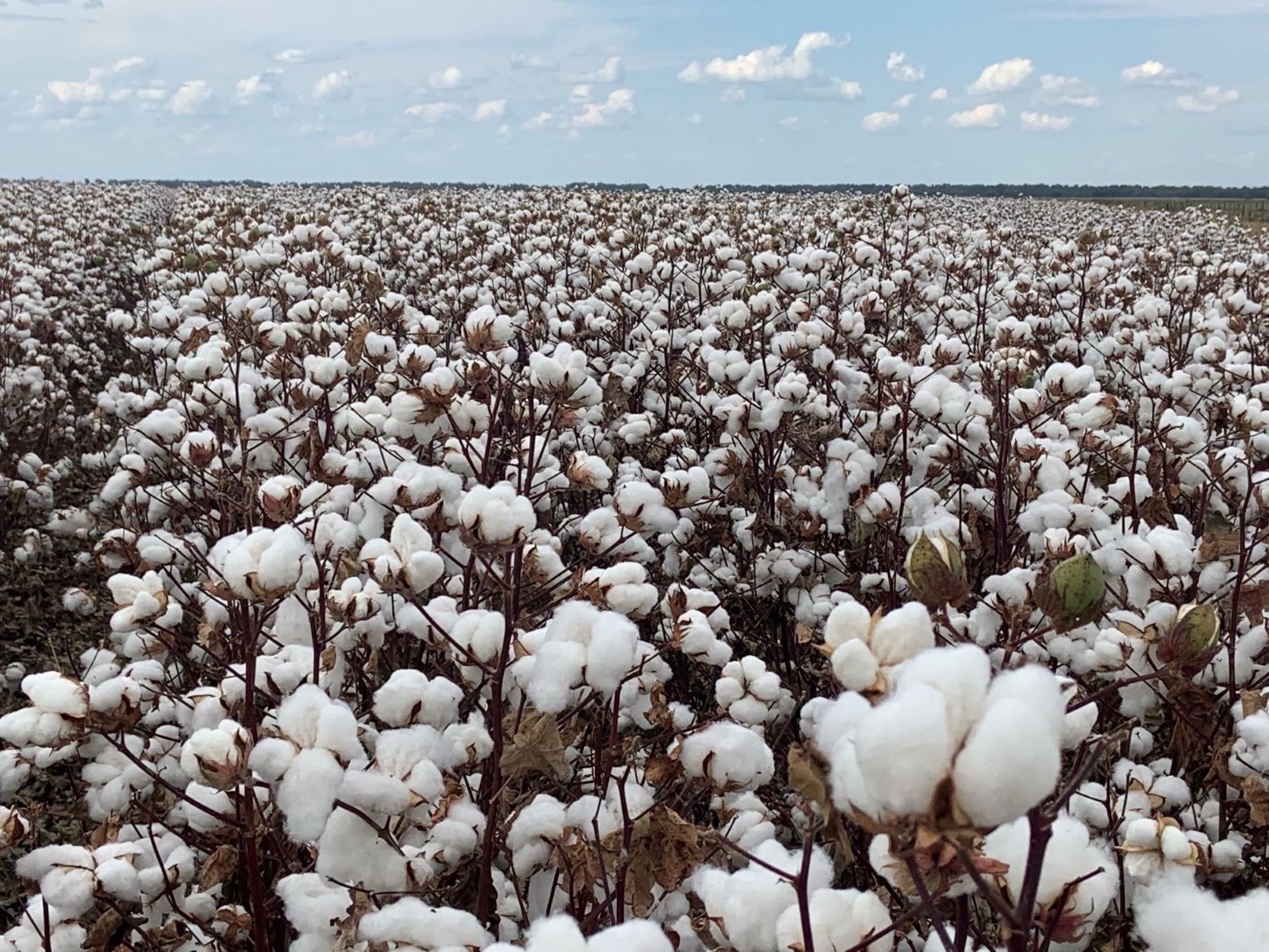 PhytoGen Adds New High Yielding Variety for 2022 - Cotton Grower