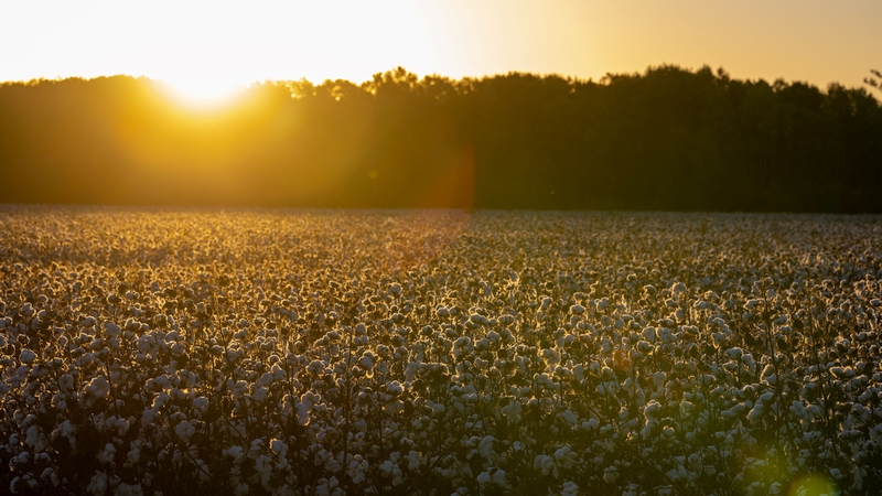 Bayer’s ThryvOn Technology Fully Registered for the 2023 Cotton Season ...