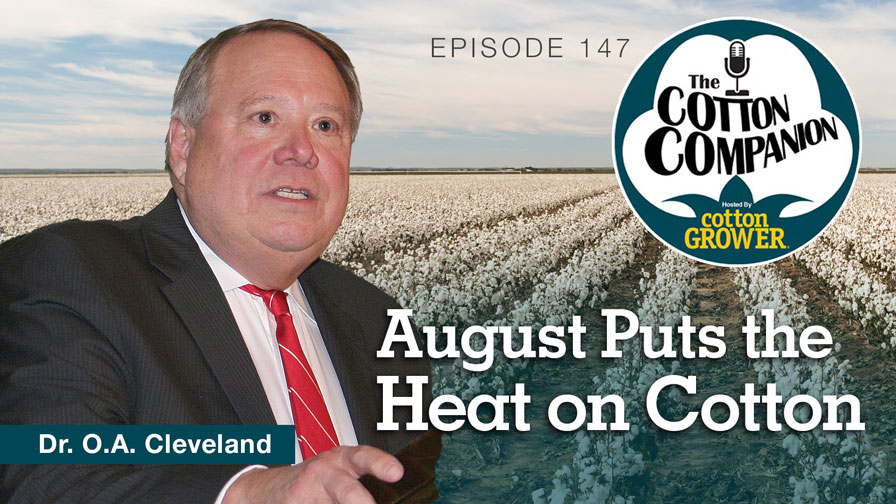 Cotton Companion Podcast: August Puts the Heat on Cotton - Cotton Grower