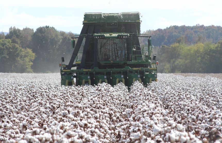 PhytoGen Expands Portfolio With Two New Varieties for 2024 - Cotton Grower