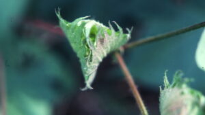 Market Analysis Archives - Cotton Grower