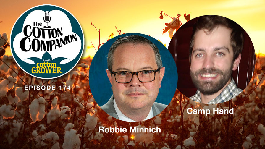 Cotton Companion: Weathering Multiple Storms - Cotton Grower