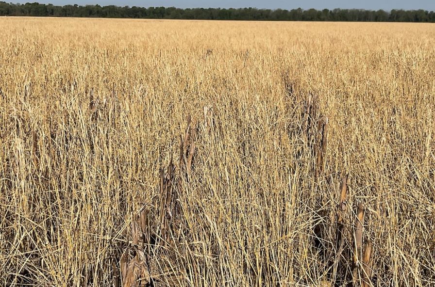 Plan Post Harvest Cover Crop Planting for Weed Suppression - Cotton Grower