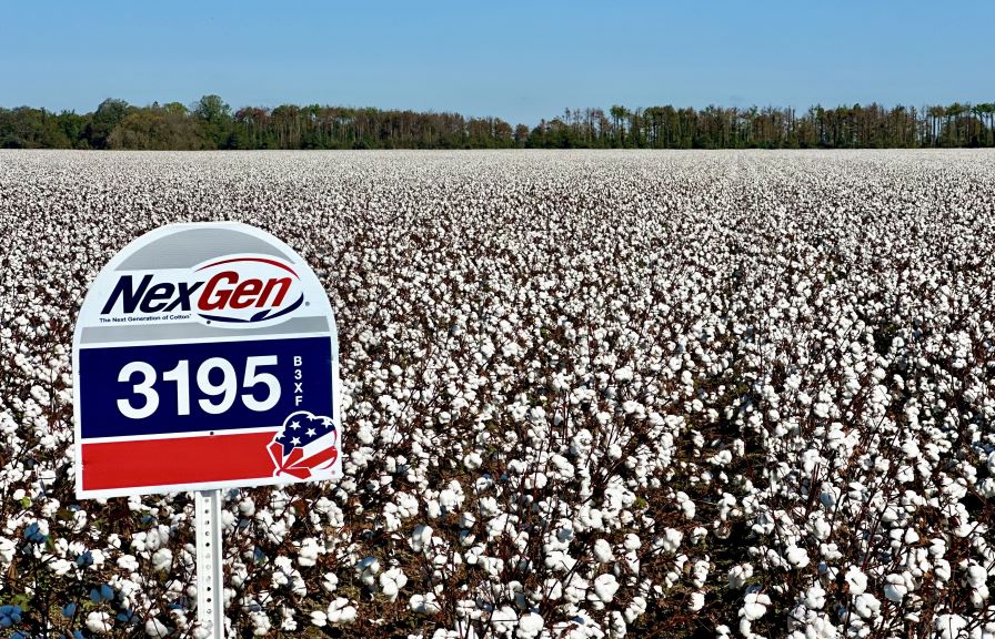 Strengthening NexGen’s Foundation of Performance - Cotton Grower