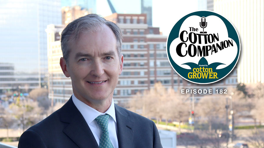 Six New FiberMax and Stoneville Cotton Varieties Coming for 2025 ...