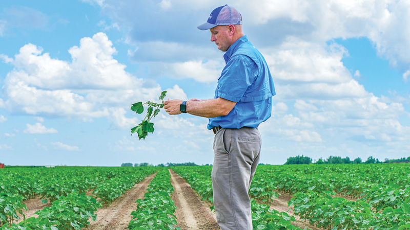 PhytoGen Sets New High Yielding, Top Fiber Quality Varieties for 2026 ...