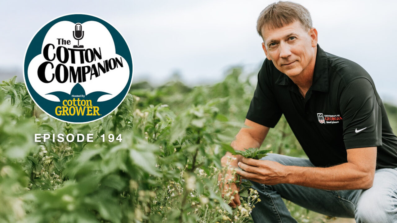 NCC Acreage Survey: 9.6 Million Acres of U.S. Cotton in 2025 - Cotton ...