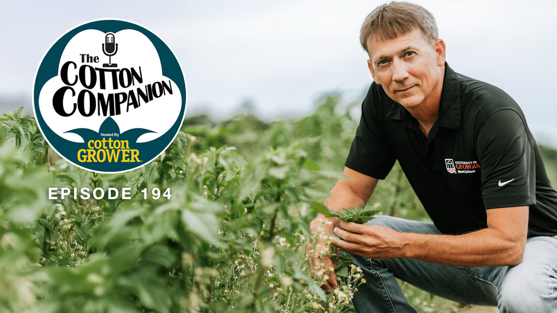 Cotton Companion: Dissecting the Newly Proposed Dicamba Label and Next ...